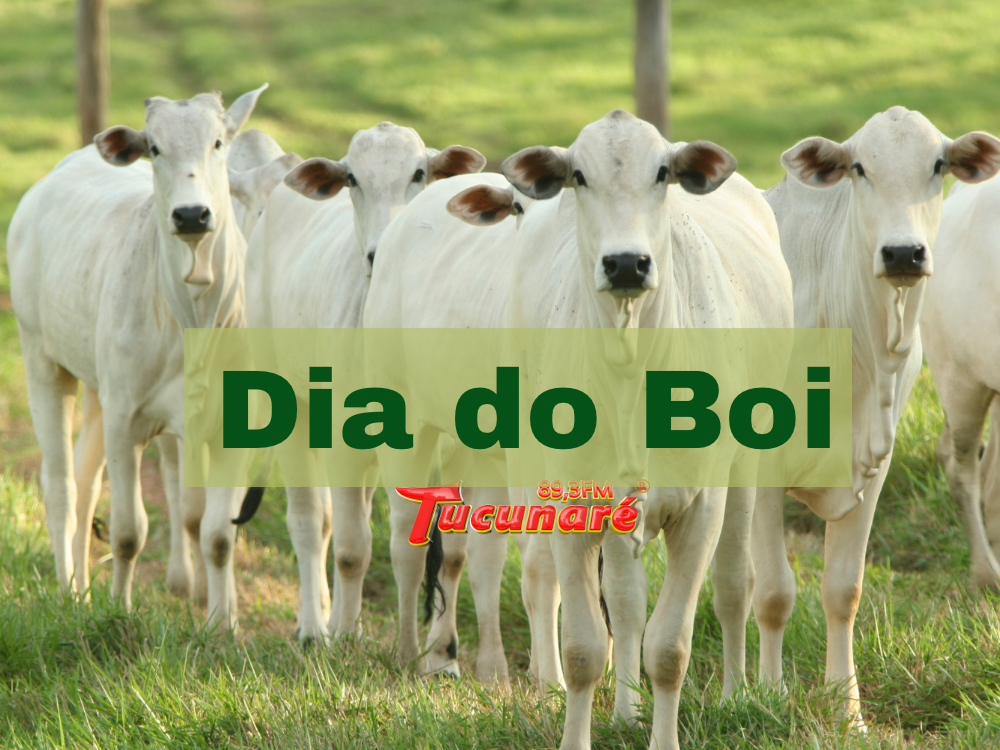 Hoje é dia do Boi: A atividade destaca Juara como o 3° maior produtor ...